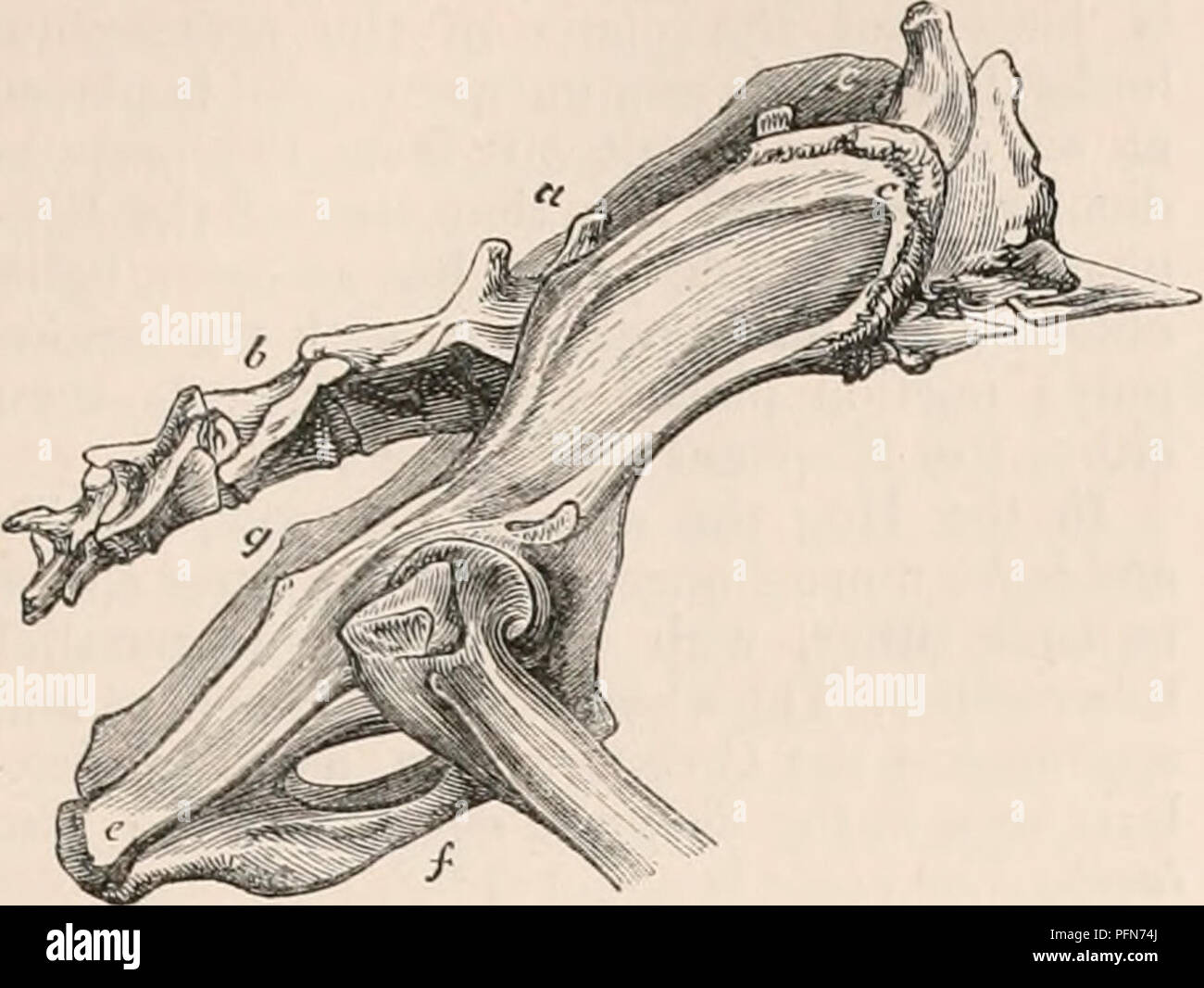 This work covers the anatomical and physiological structures of animals ...