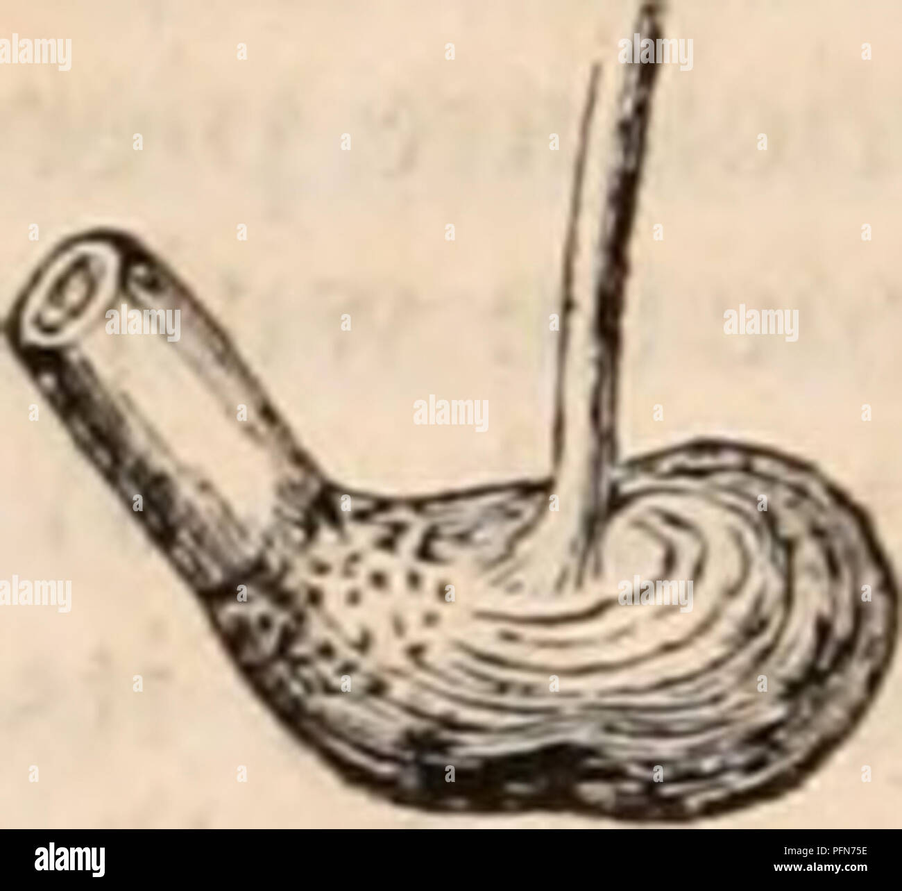 This work in anatomy and physiology examines the digestive systems of ...