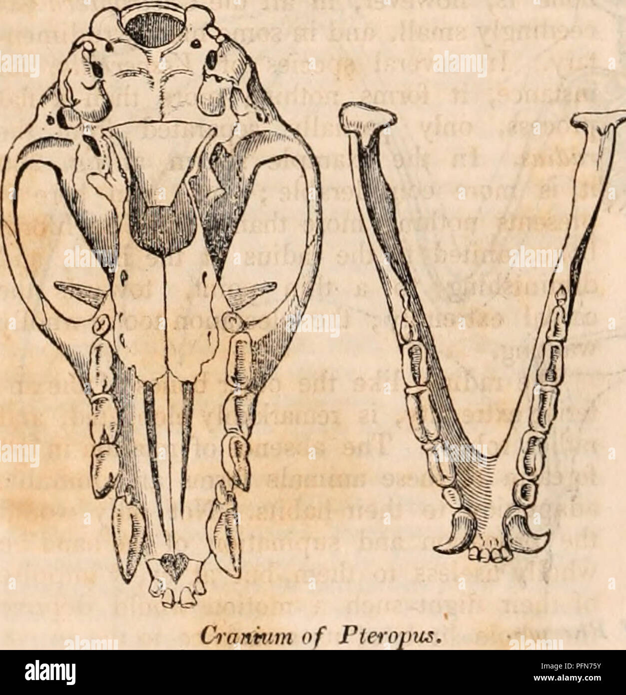 This illustration is from 'The Cyclopædia of Anatomy and Physiology ...