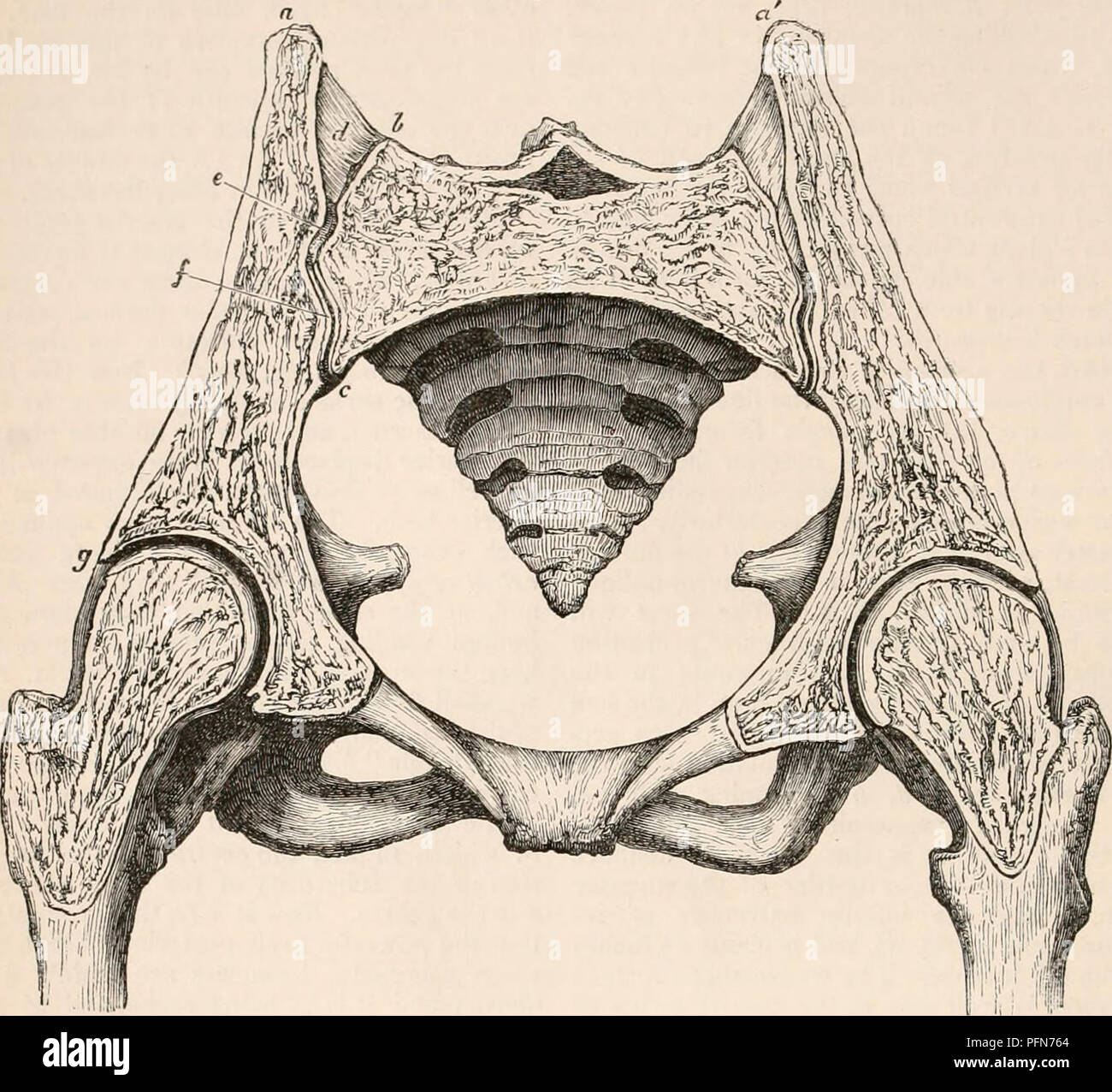 This cyclopedia covers detailed anatomical and physiological concepts ...