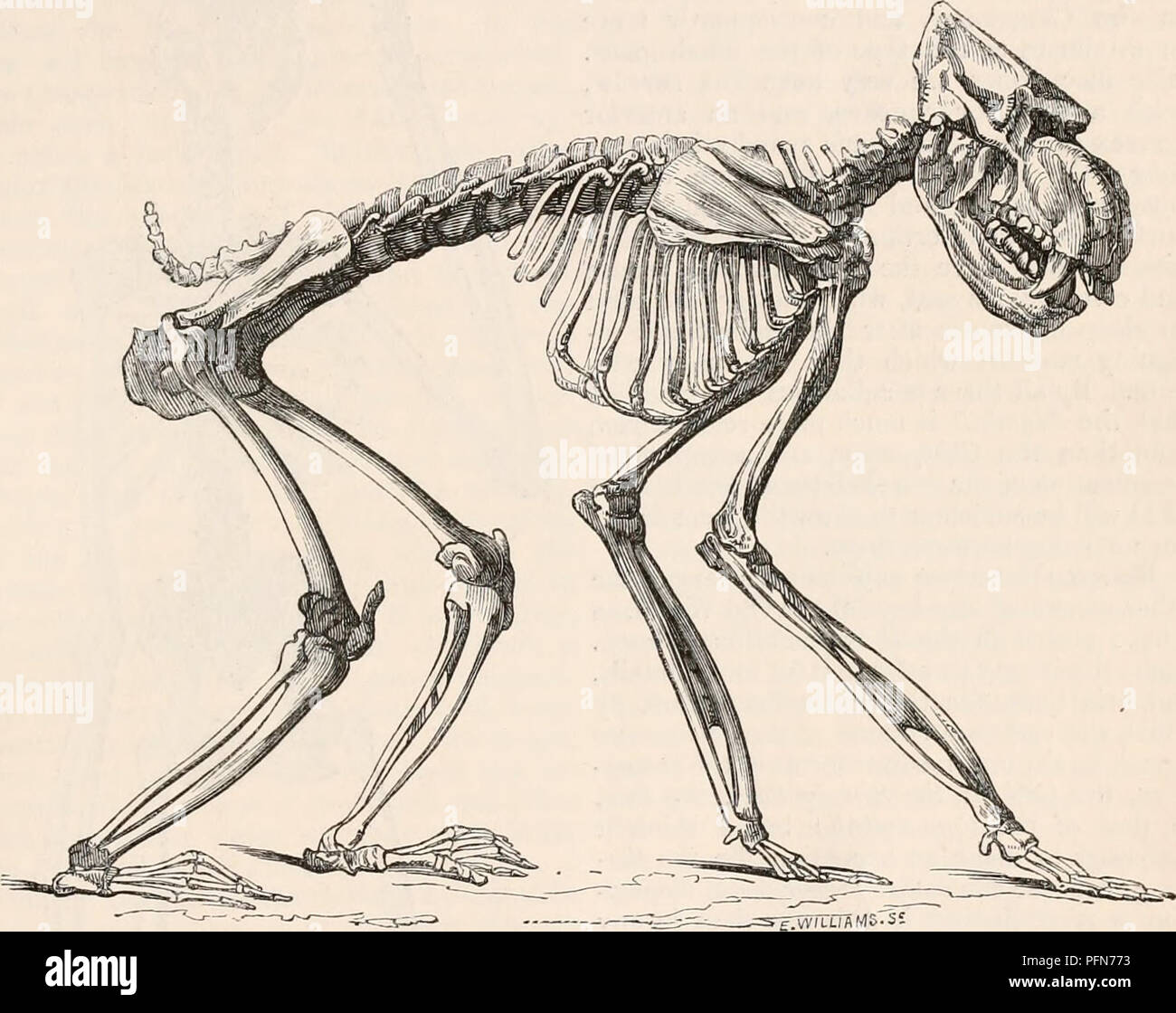 This detailed reference work on human anatomy and physiology includes ...