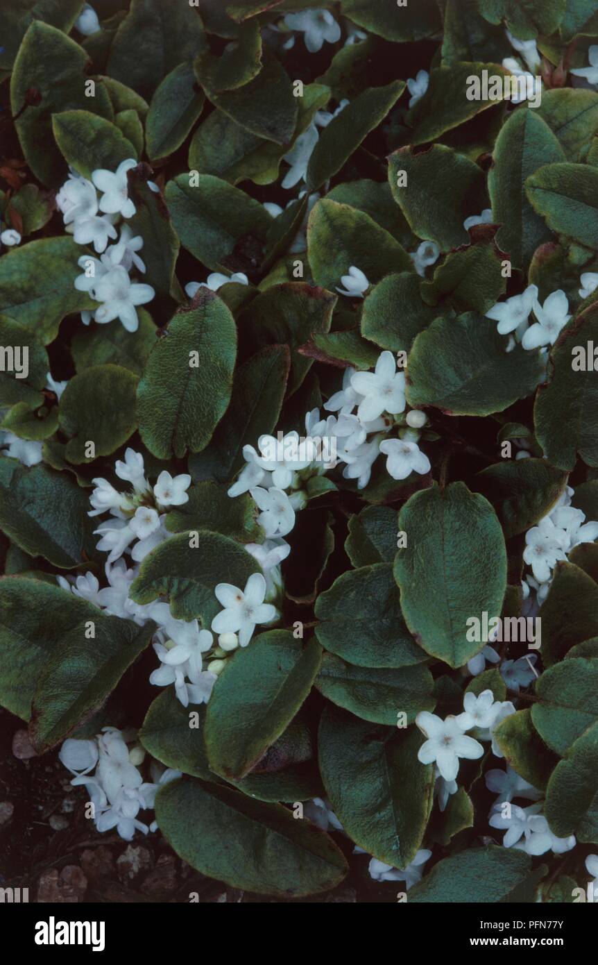 Epigaea repens hi-res stock photography and images - Alamy