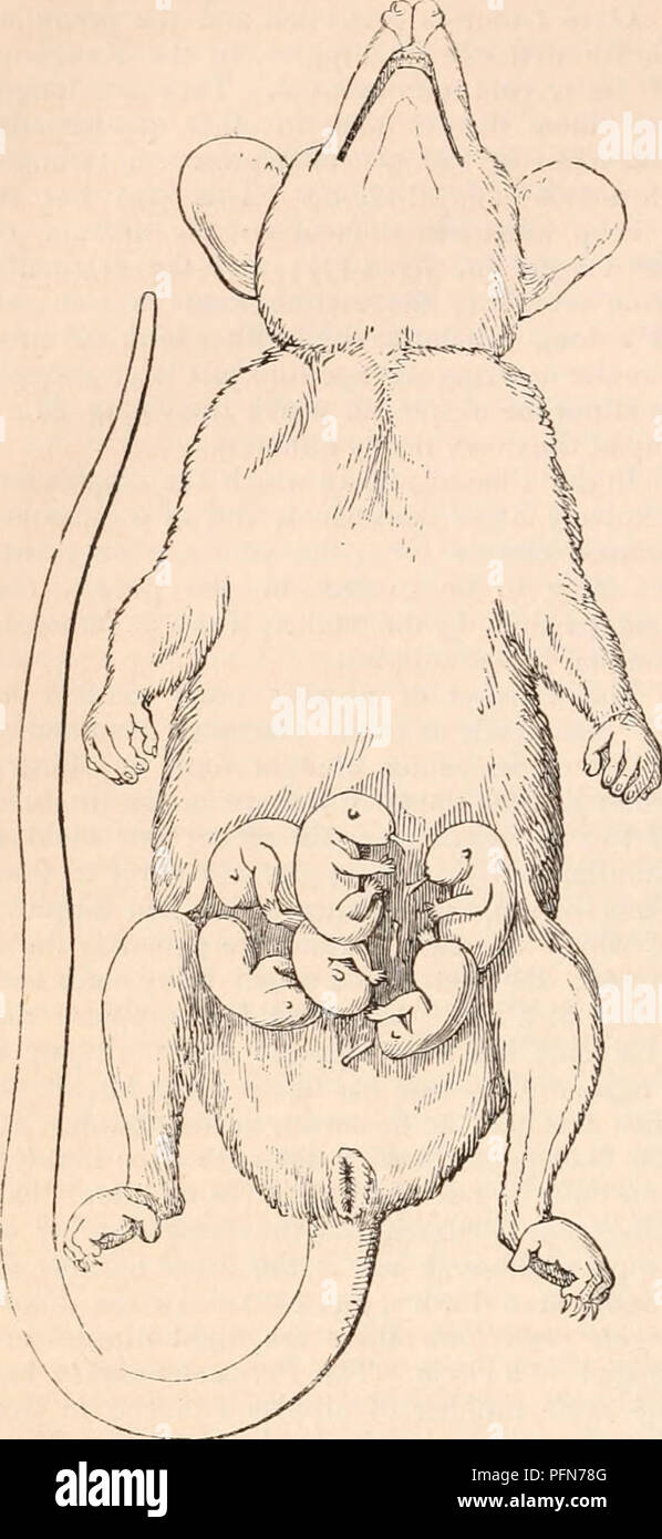This cyclopedia provides a detailed study of marsupial anatomy ...