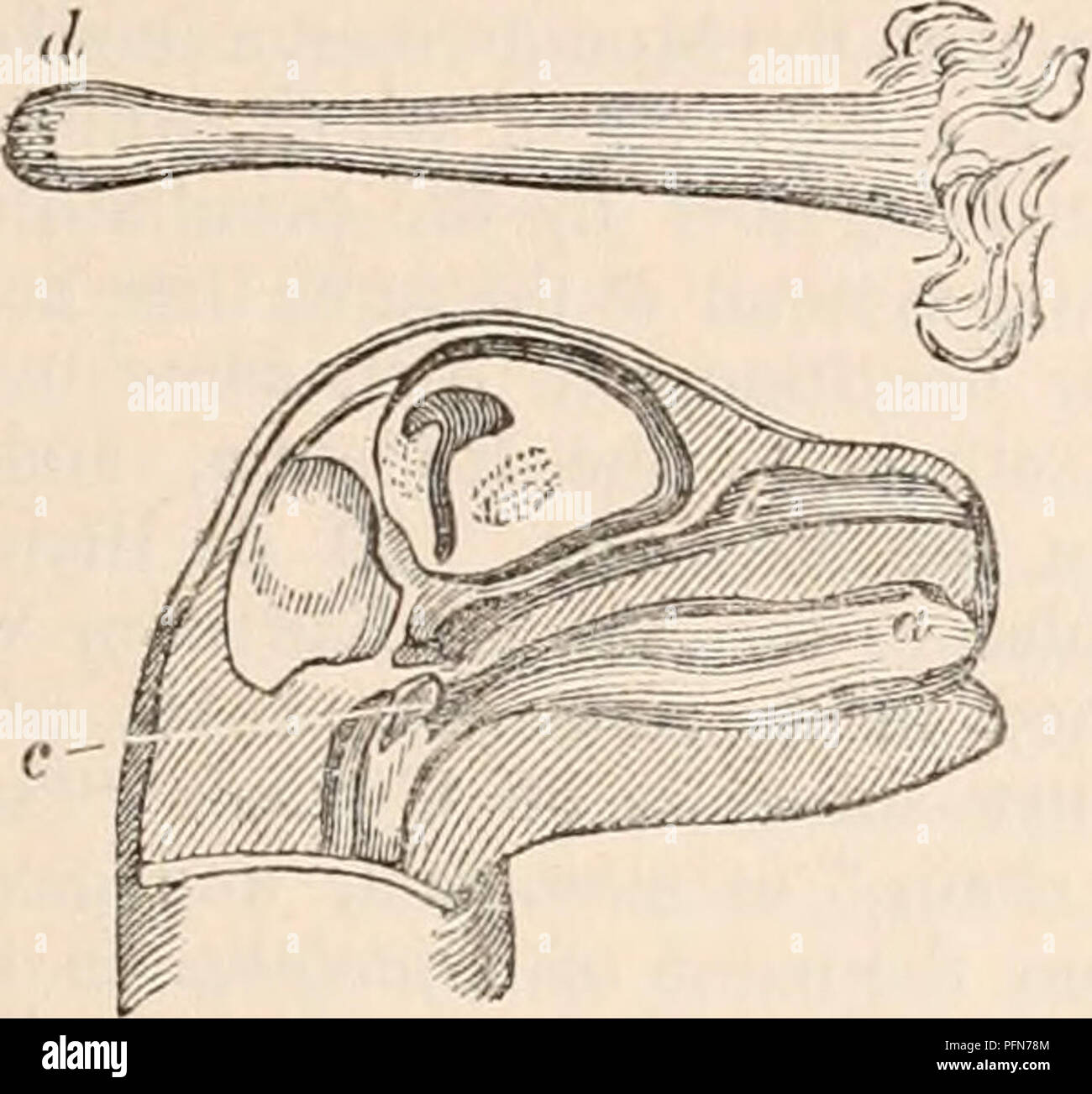 This comprehensive reference covers key topics in anatomy, physiology ...