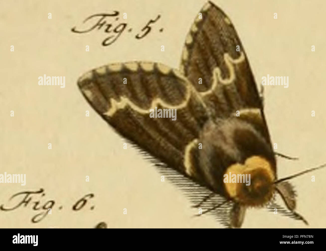 This work on the natural history of insects, illustrated with life-like ...
