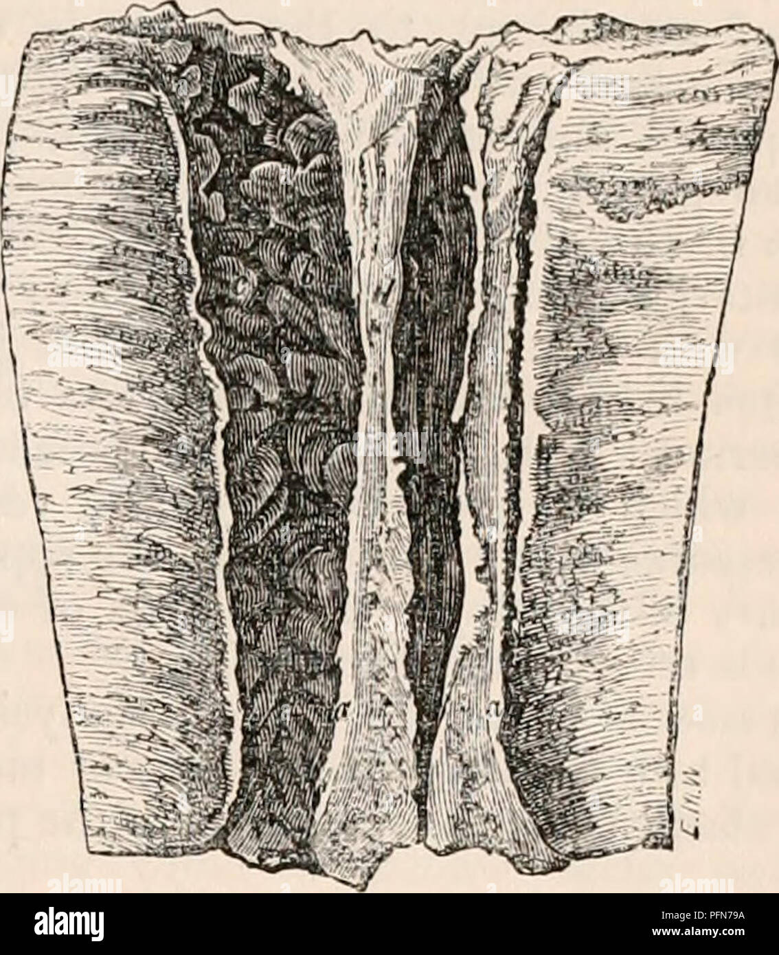 The cyclopedia provides detailed insights into human anatomy and ...