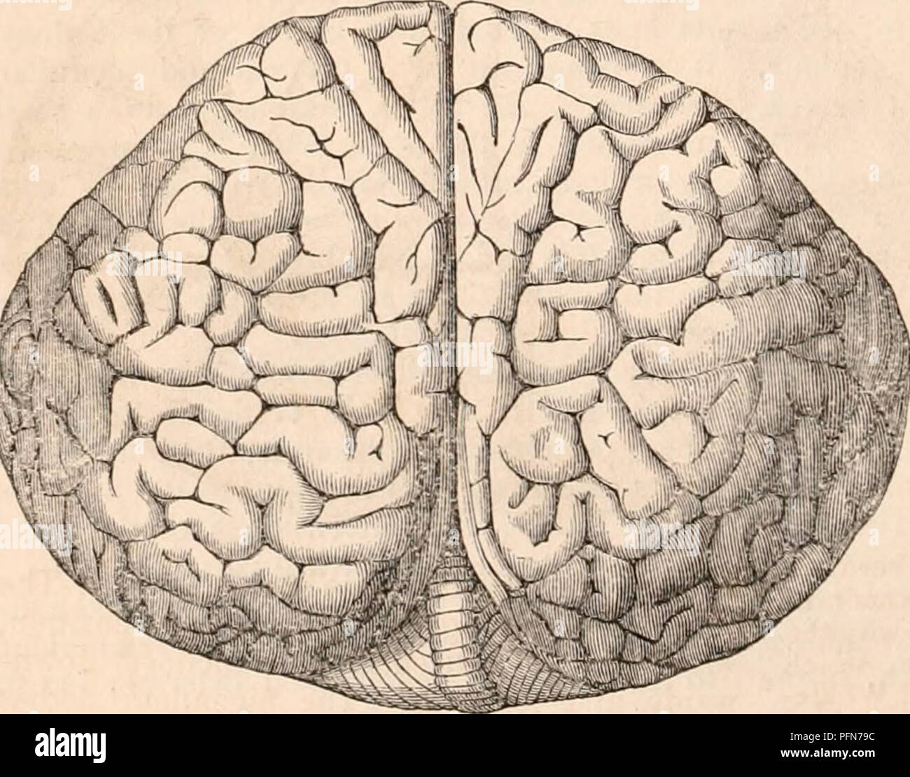 The brain of the dolphin (Delphinus delphis) is detailed in this ...