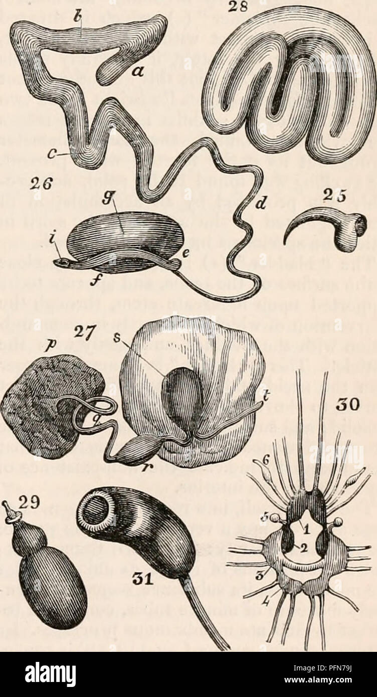 Pteropoda hi-res stock photography and images - Alamy