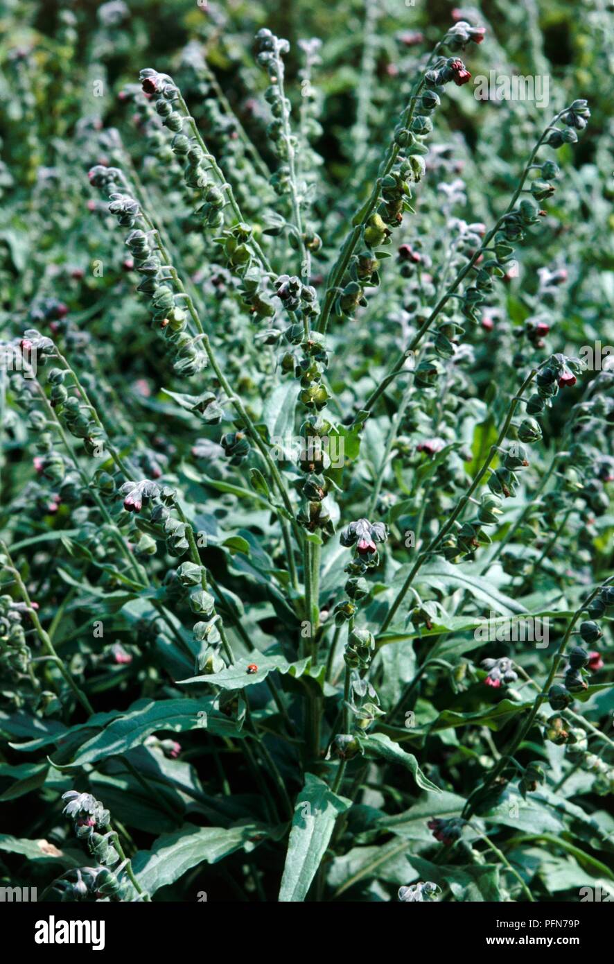 Hounds Tongue Cynoglossum Officinale High Resolution Stock Photography ...