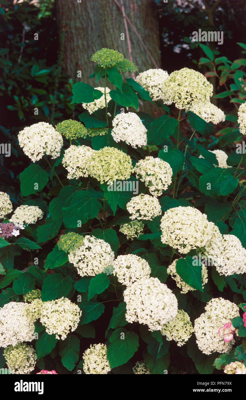 Annabelle flowers hi-res stock photography and images - Alamy
