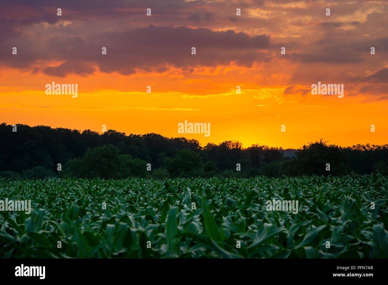 Germany, Burning red skies over green fields and forest Stock Photo - Alamy