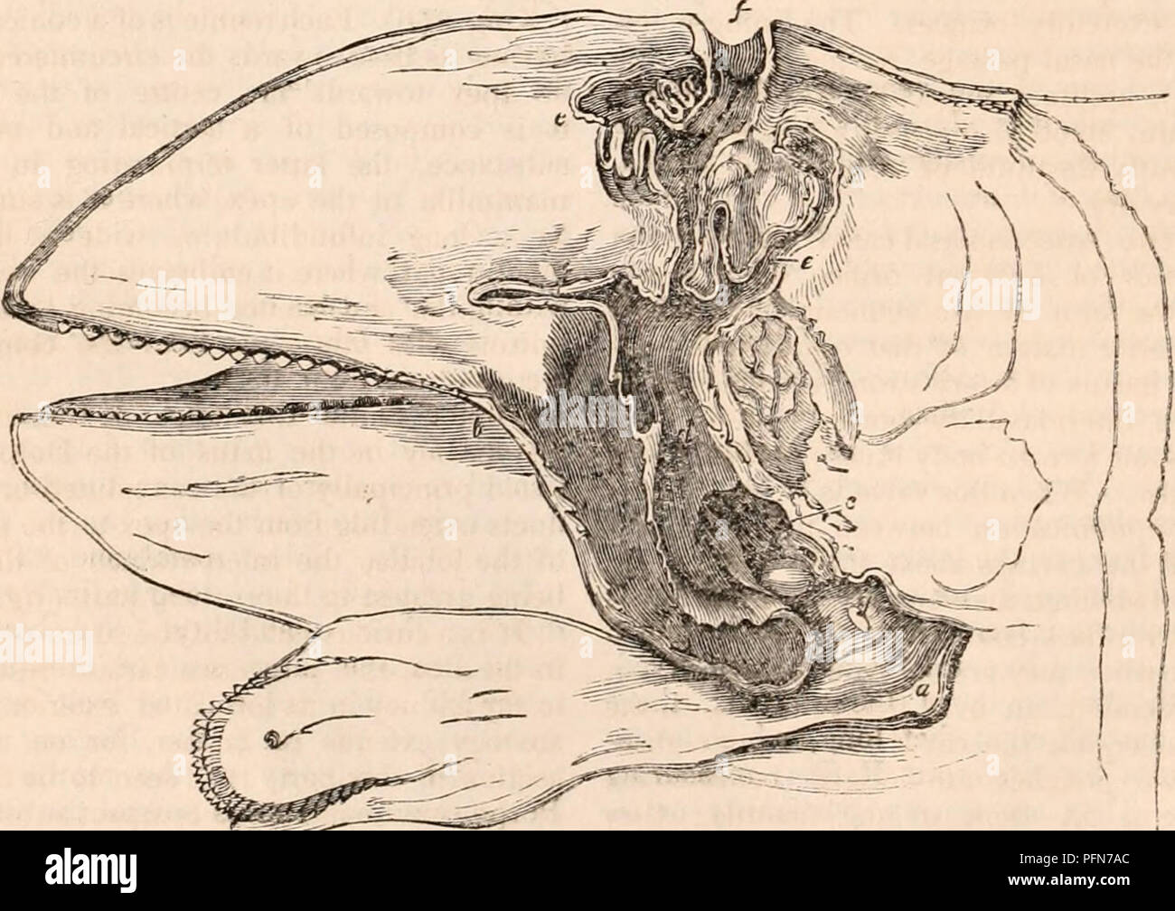 This entry covers the unique respiratory anatomy of the Dugong ...