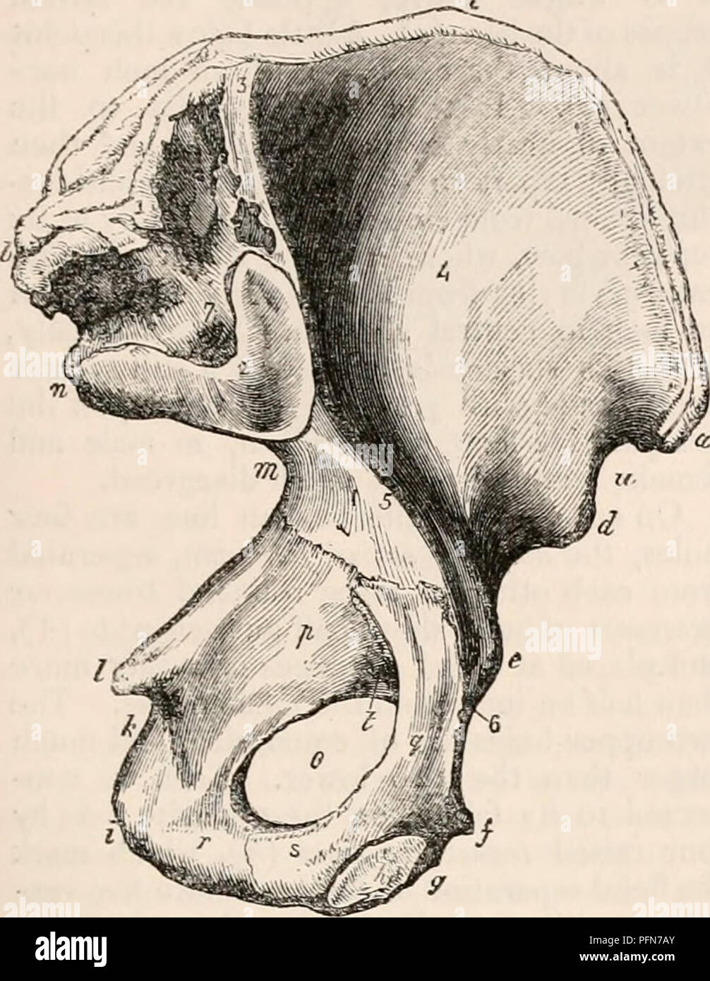 Os pubis hi-res stock photography and images - Alamy