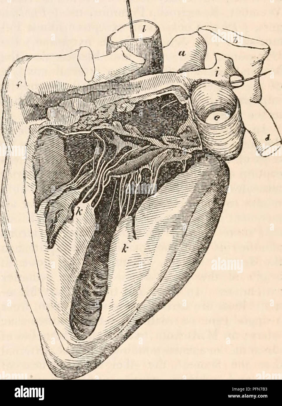 This page from the Cyclopædia of Anatomy and Physiology details the ...