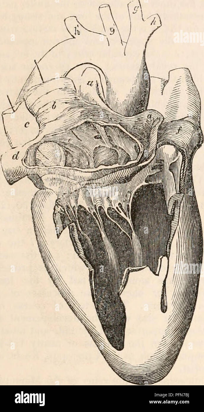 This reference work covers the anatomy and physiology of various ...