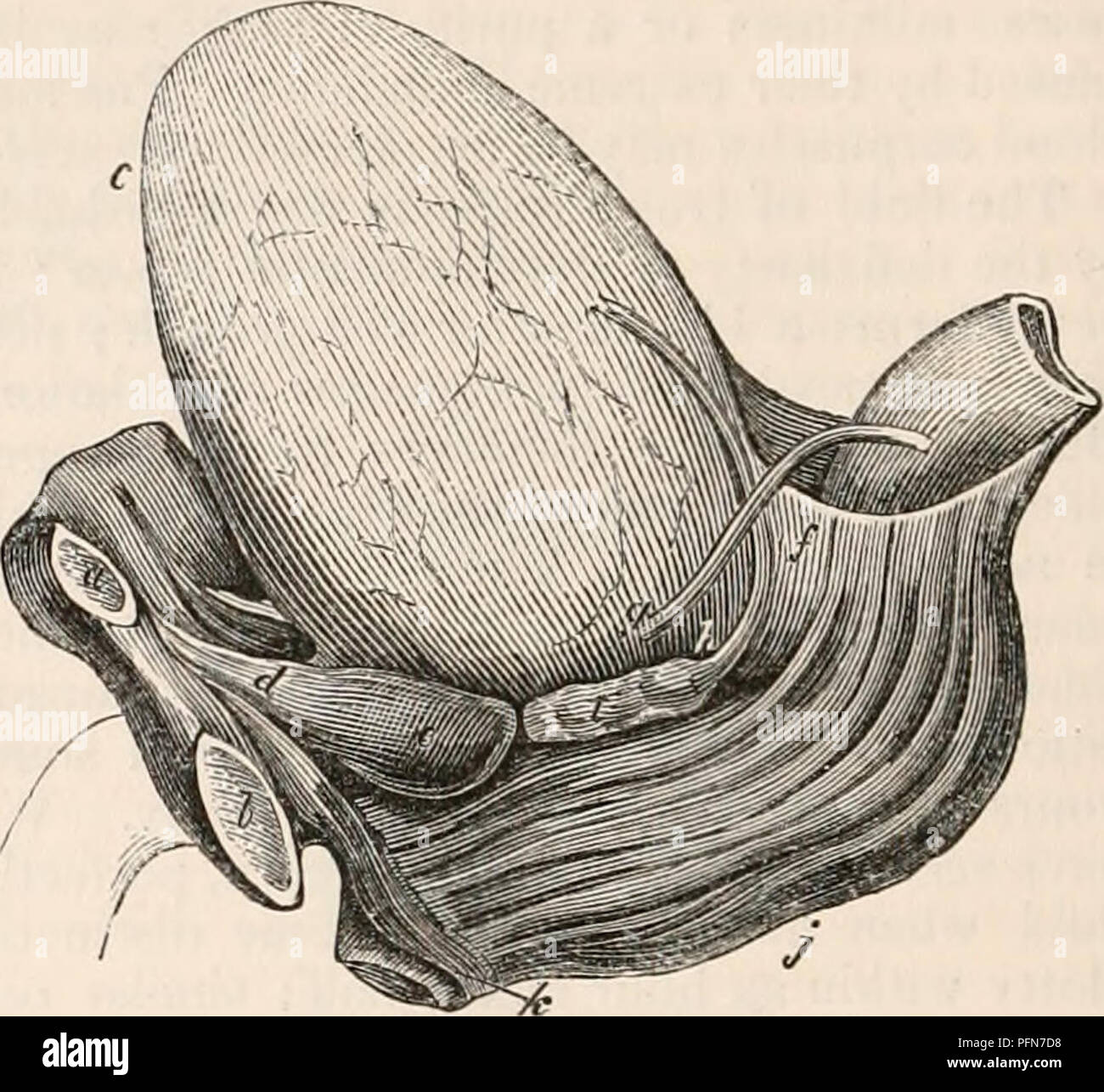 Prostate Gland Anatomy And Physiology