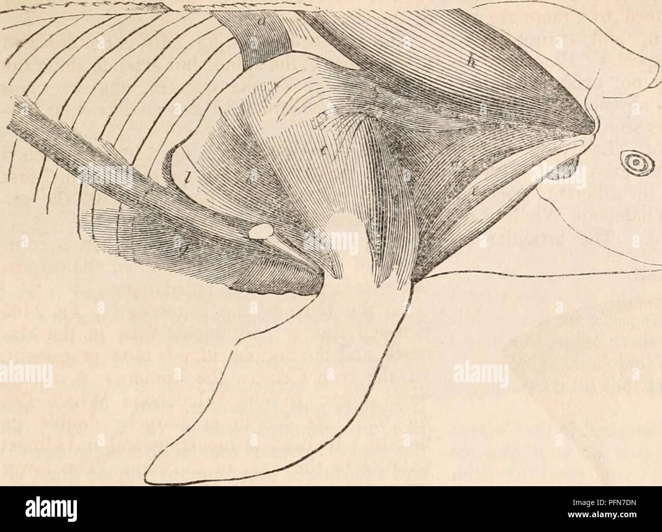 An extensive reference work on human anatomy, physiology, and zoology ...