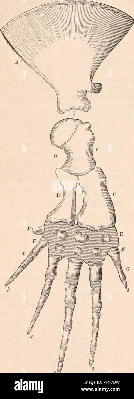 Dolphin spine hi-res stock photography and images - Alamy