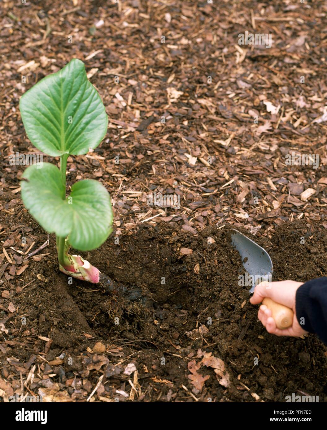 Planting a young Begonia plant in soil covered by mulch of wood and ...