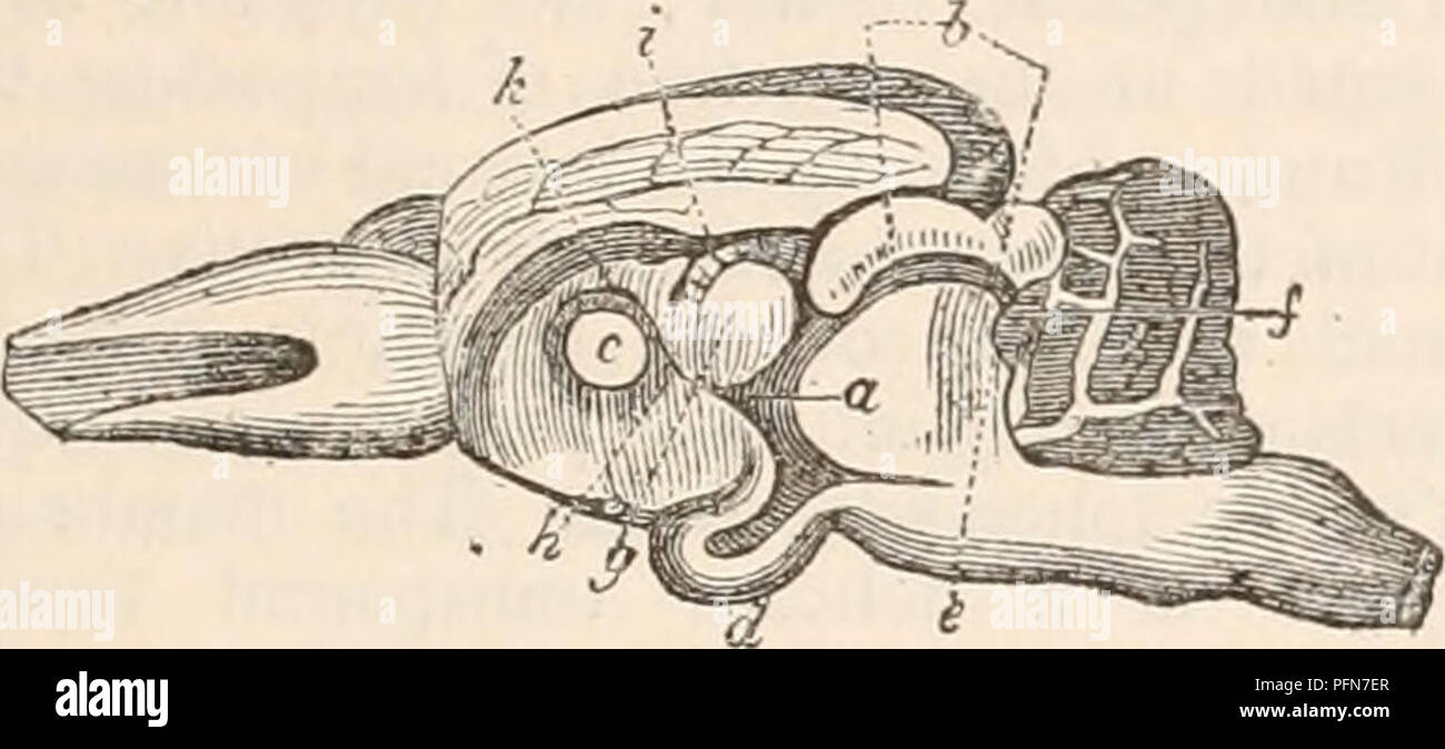 A section from the *Cyclopædia of Anatomy and Physiology* detailing the ...