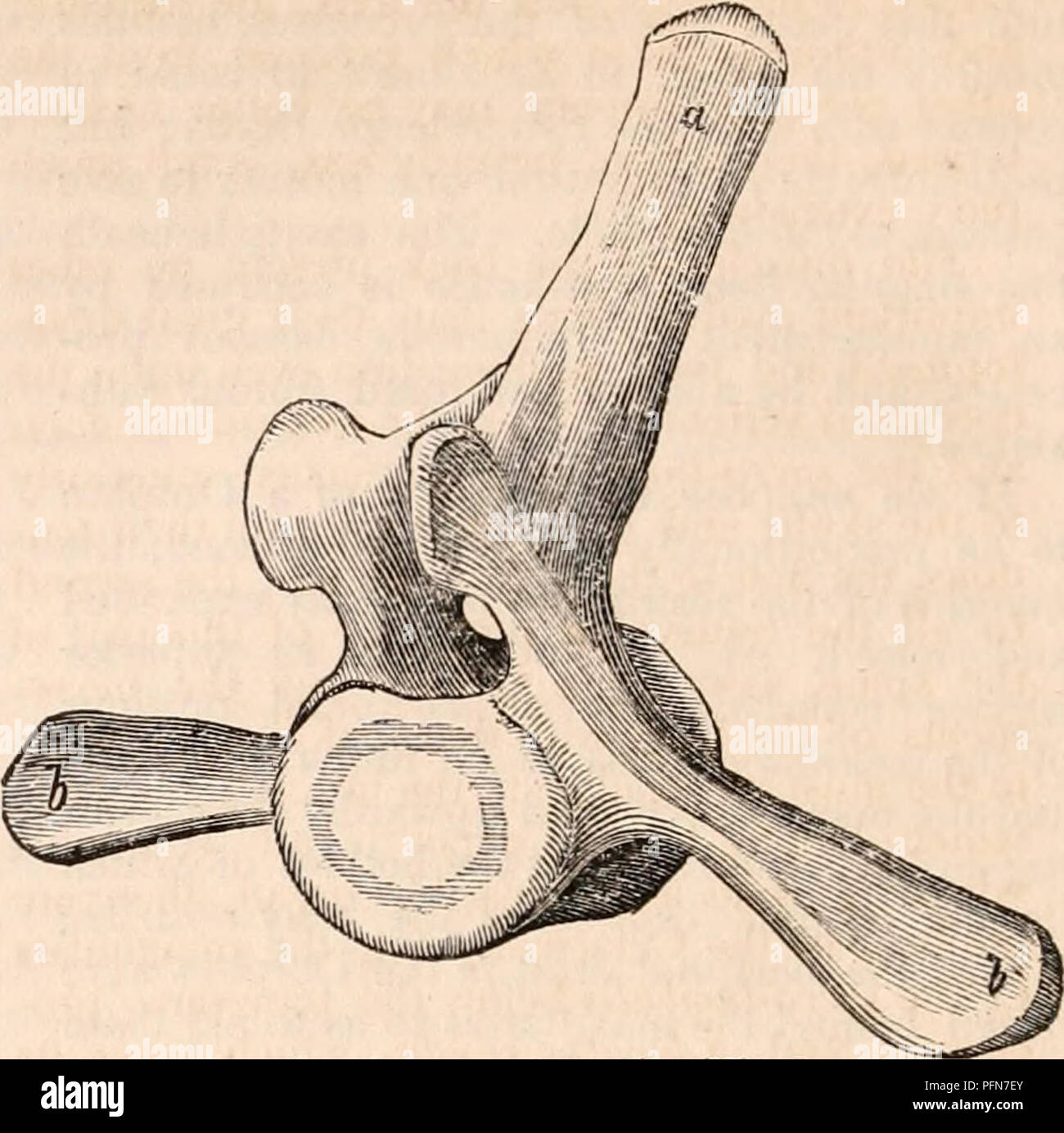 First cervical vertebrae hi-res stock photography and images - Alamy