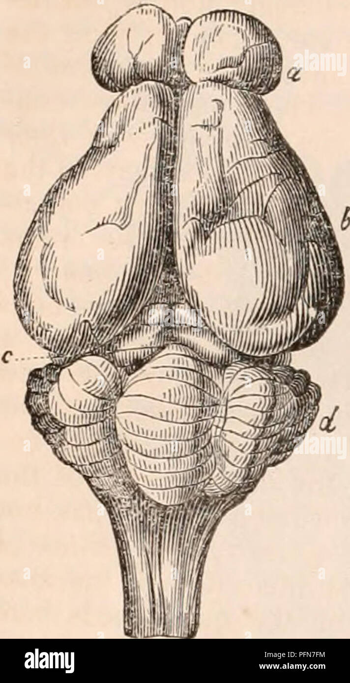 This comprehensive work on anatomy and physiology covers diverse topics ...