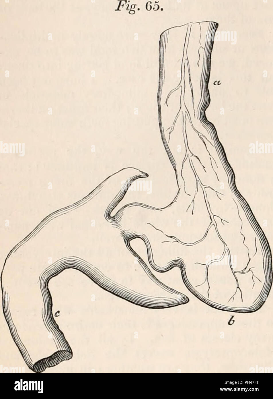 This anatomical and physiological text provides in-depth descriptions ...