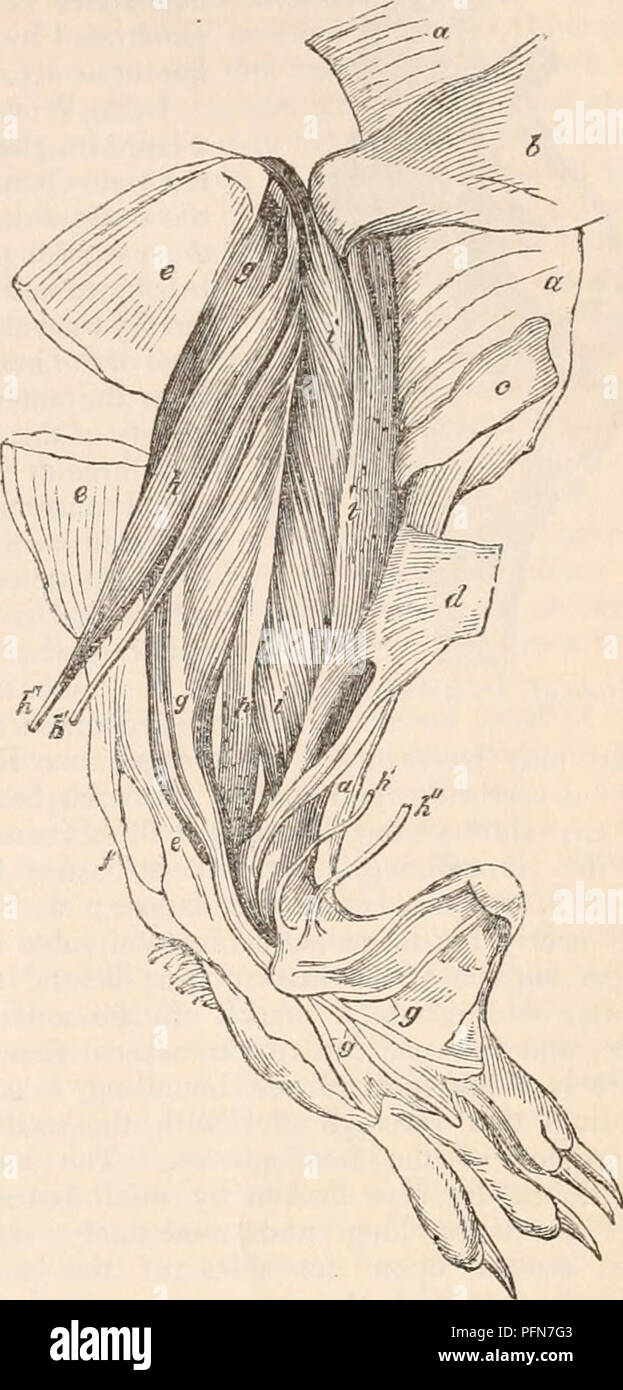 Comparative anatomist anatomy hi-res stock photography and images - Alamy