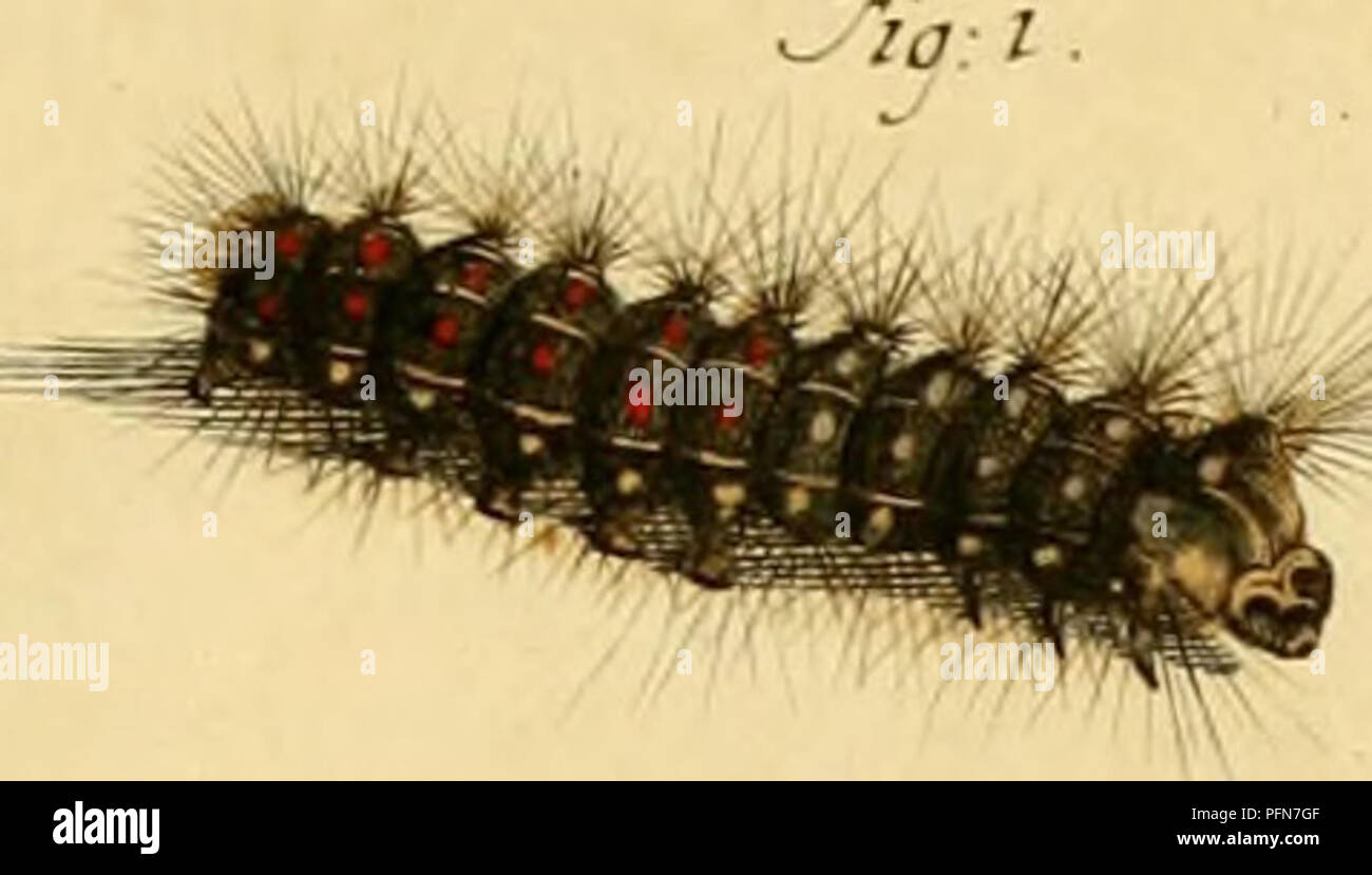 This historical entomological work illustrates various insect species ...