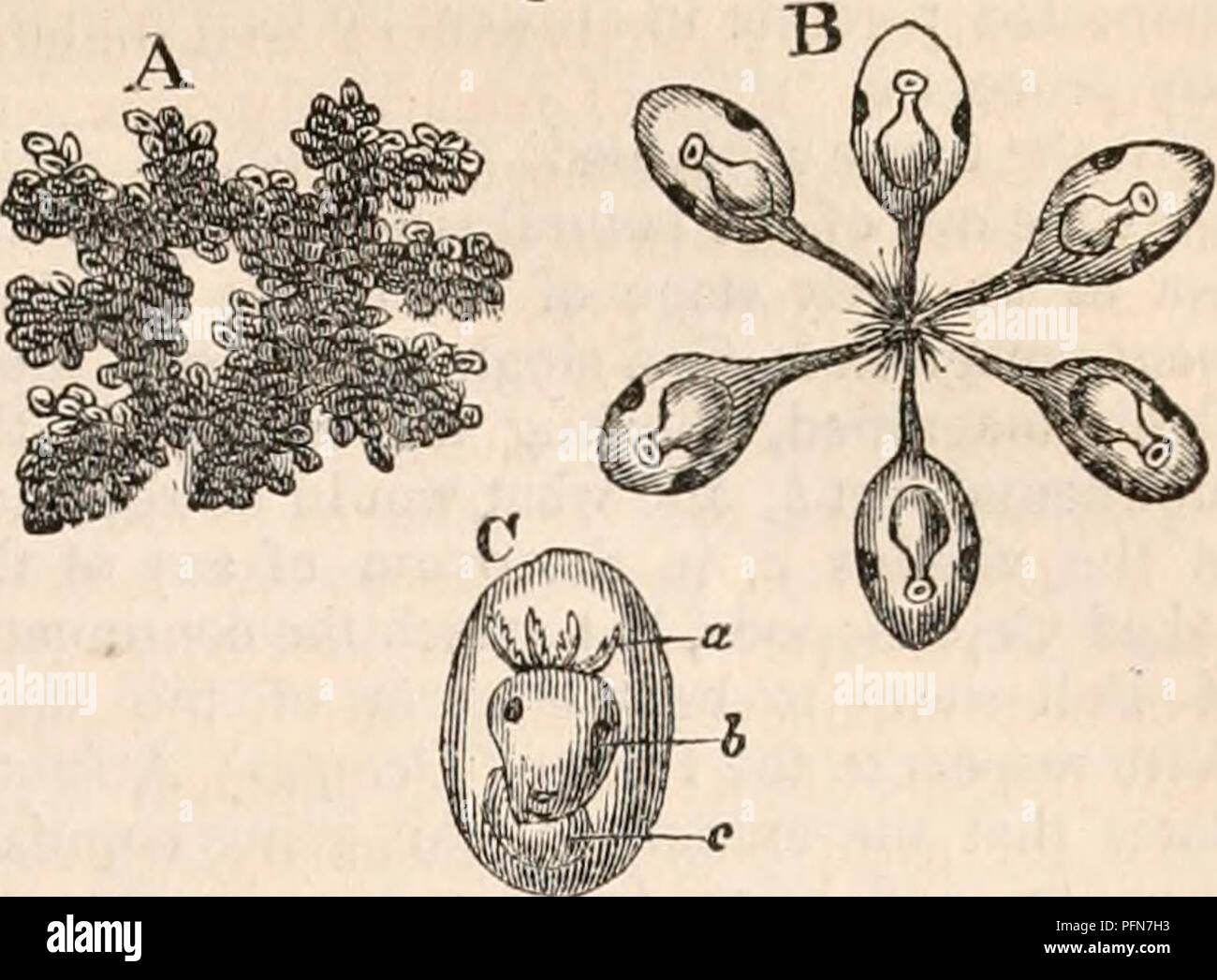 . The cyclopædia of anatomy and physiology. Anatomy; Physiology ...