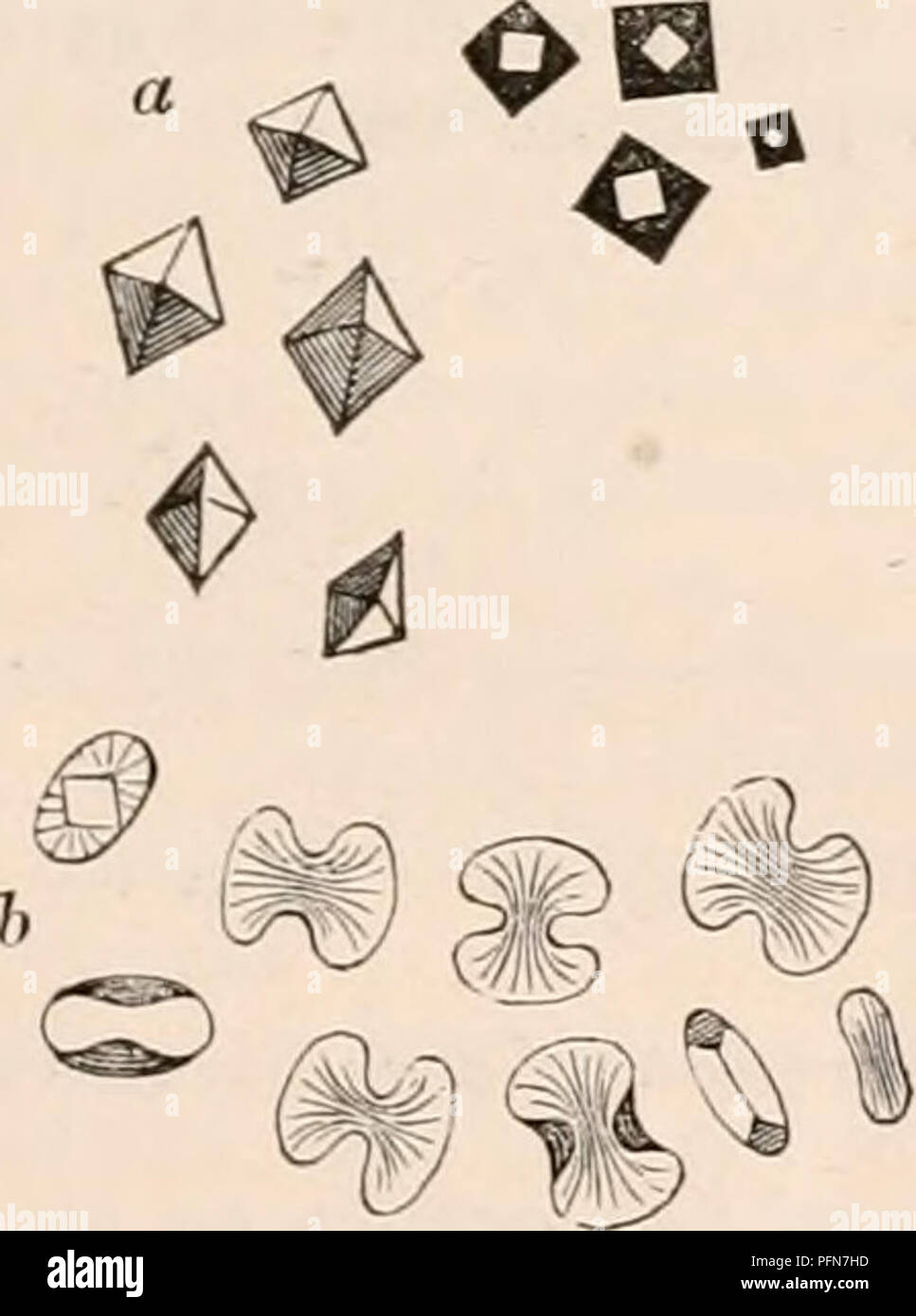 . The cyclopædia of anatomy and physiology. Anatomy; Physiology ...