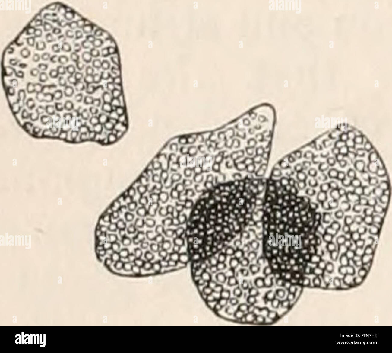 Mammalian digestive system anatomy hi-res stock photography and images ...