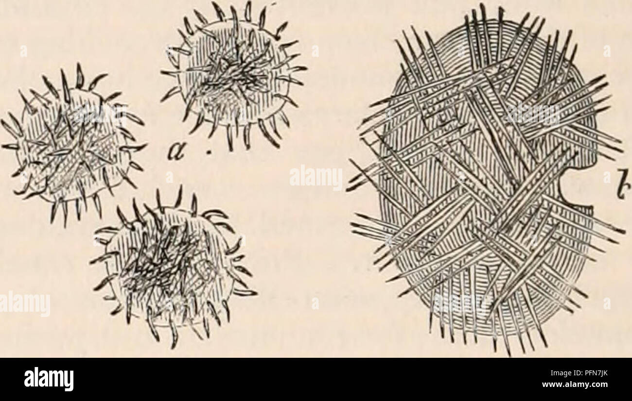 Rounded bodies covered hi-res stock photography and images - Alamy