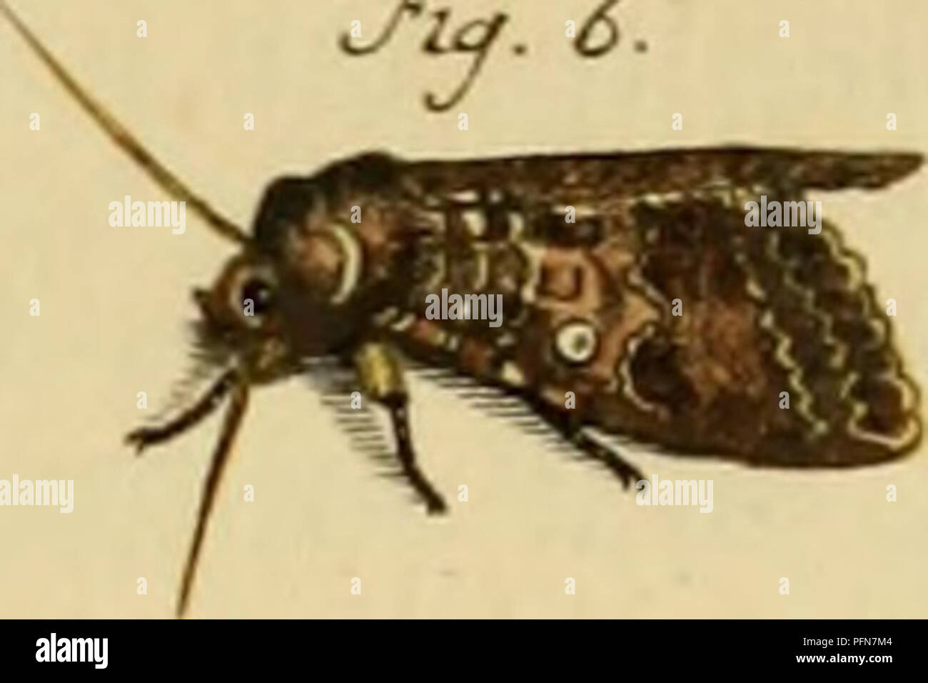 . De natuurlyke historie der insecten; voorzien met naar 't leven ...