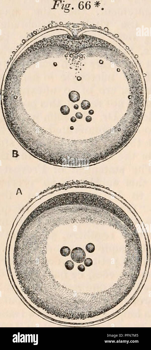 An anatomical and physiological resource detailing the structure and ...