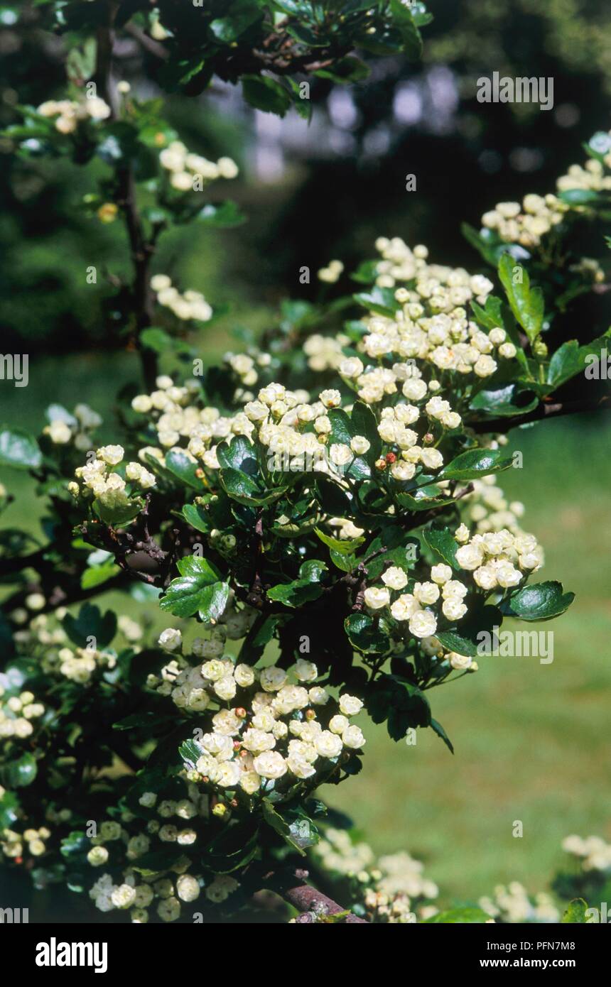 Crataegus laevigata plena hi-res stock photography and images - Alamy