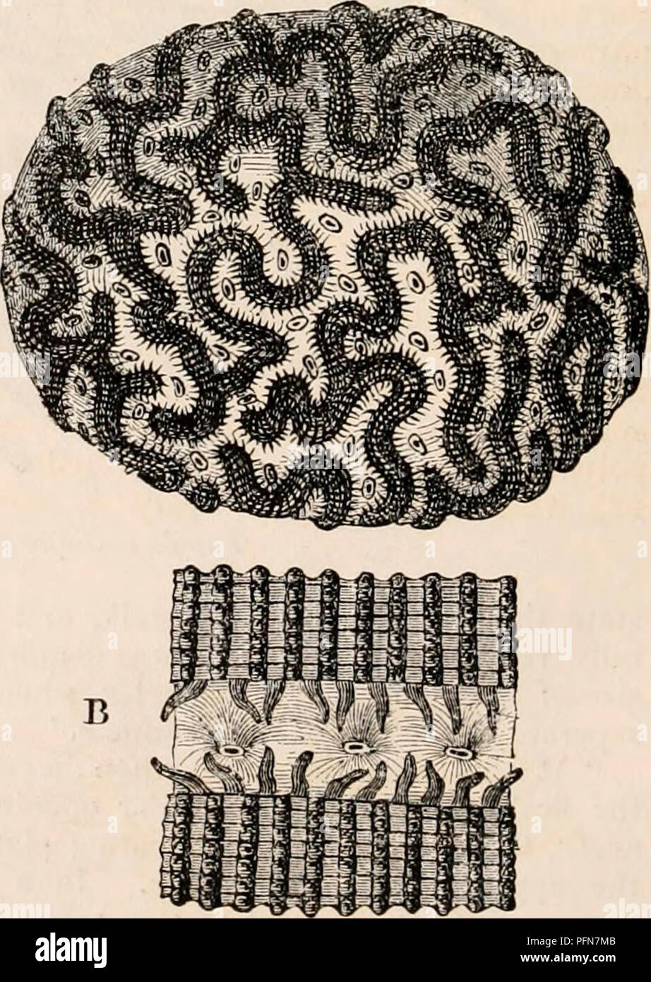 This cyclopedia of anatomy and physiology explores various aspects of ...