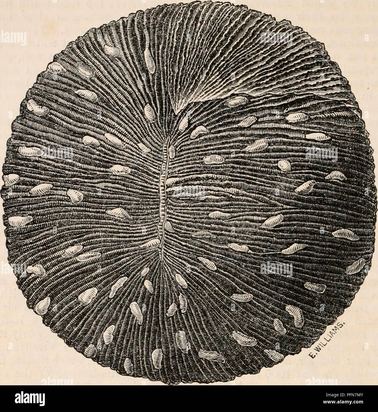 Gelatinous coating hi-res stock photography and images - Alamy