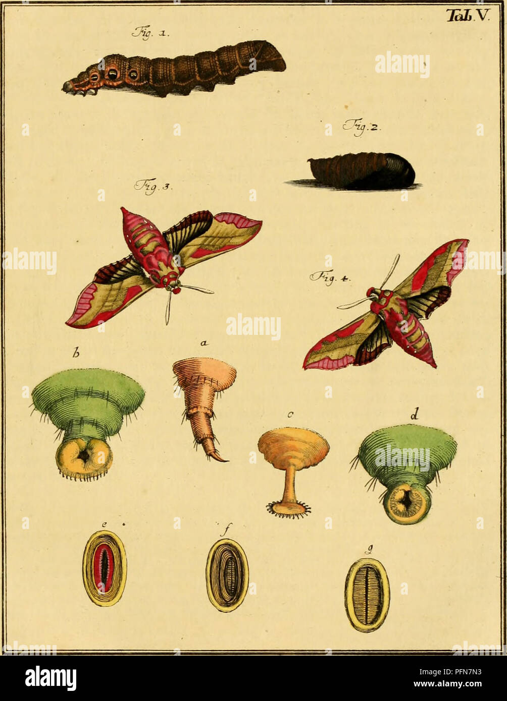 *De Natuurlyke Historie der Insecten* provides a detailed account of ...