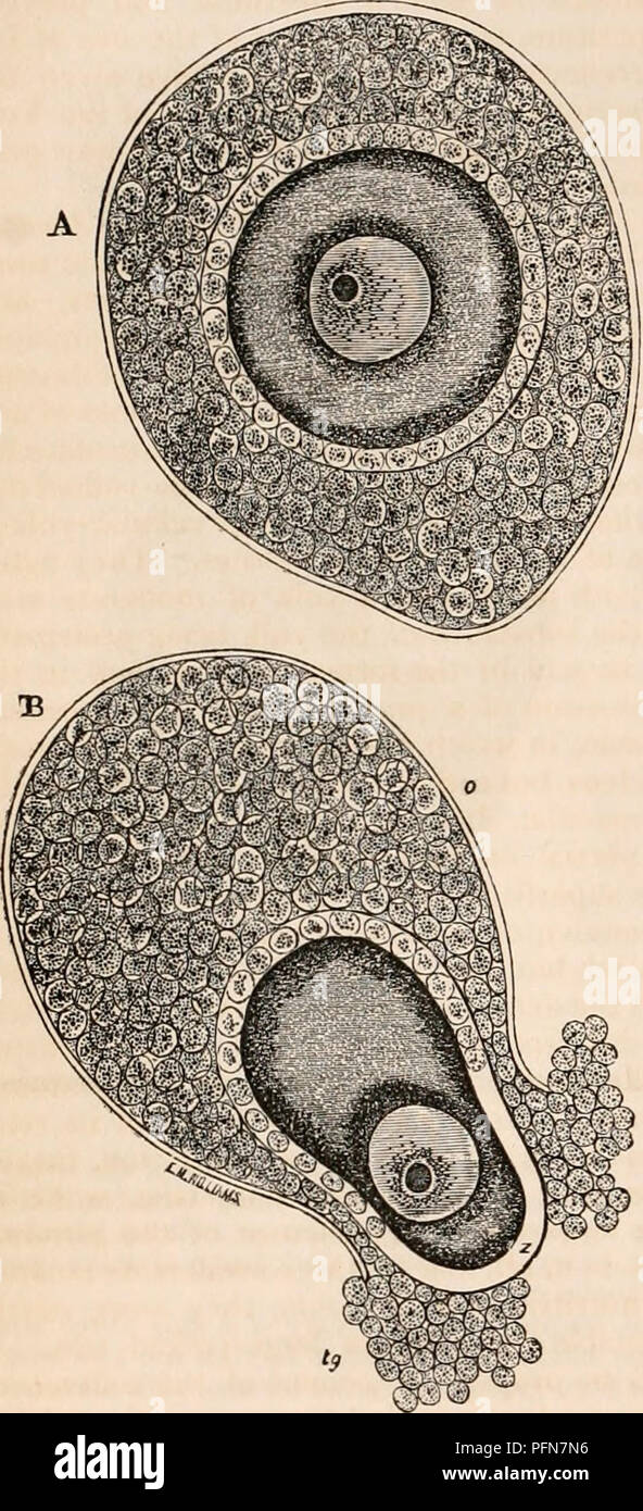 Formation membrane hi-res stock photography and images - Alamy