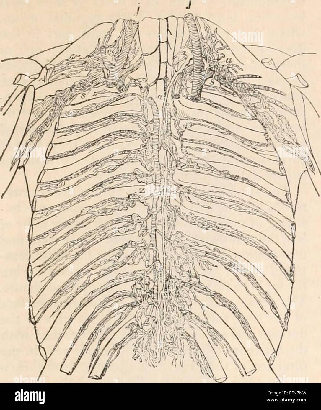 . The cyclopædia of anatomy and physiology. Anatomy; Physiology ...