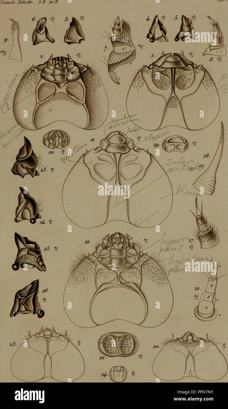This work explores the metamorphosis and developmental history of ...