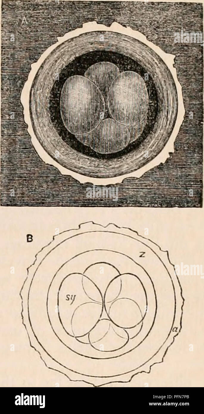 . The cyclopædia of anatomy and physiology. Anatomy; Physiology ...