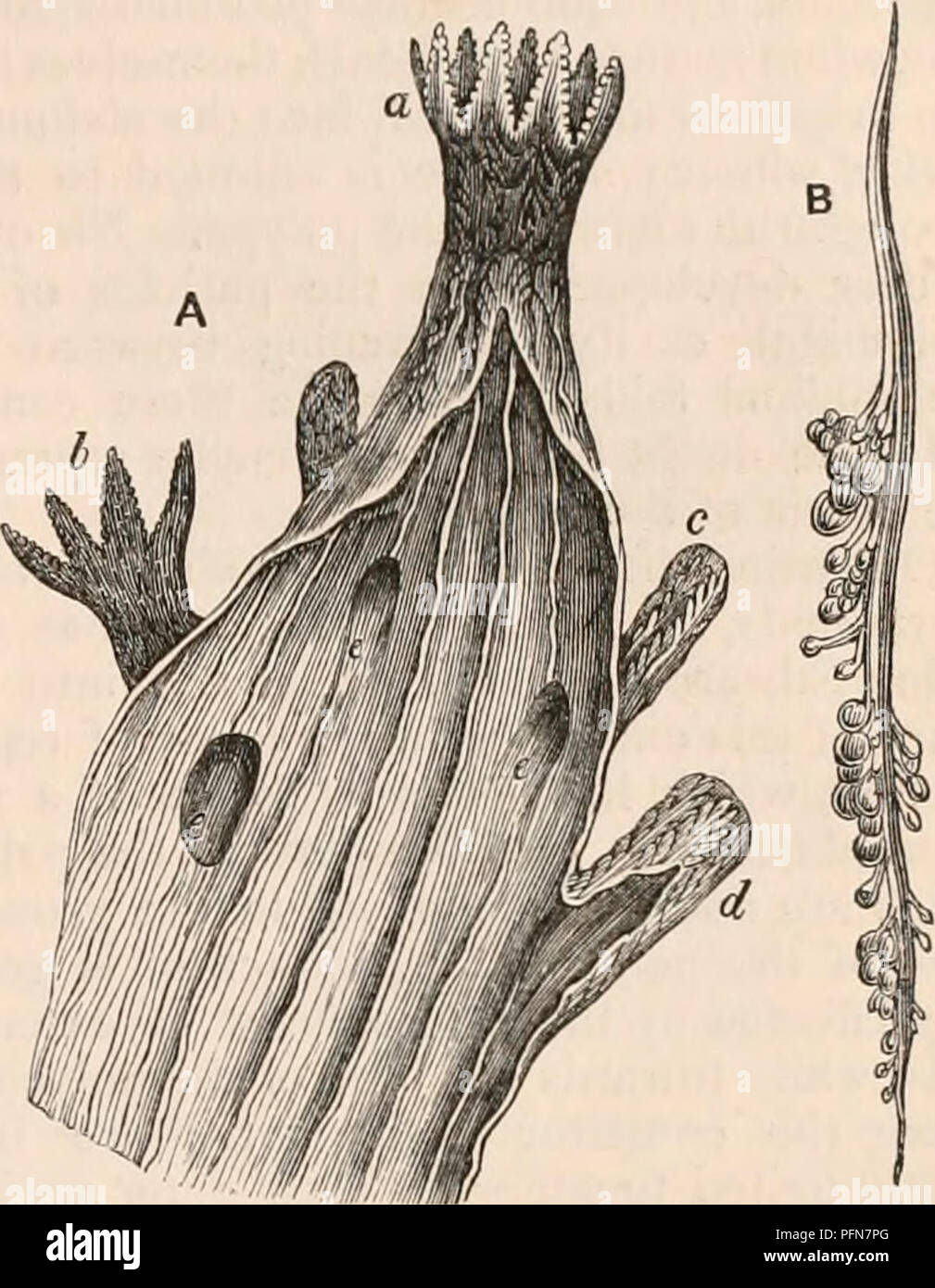 Zoophyte hi-res stock photography and images - Alamy