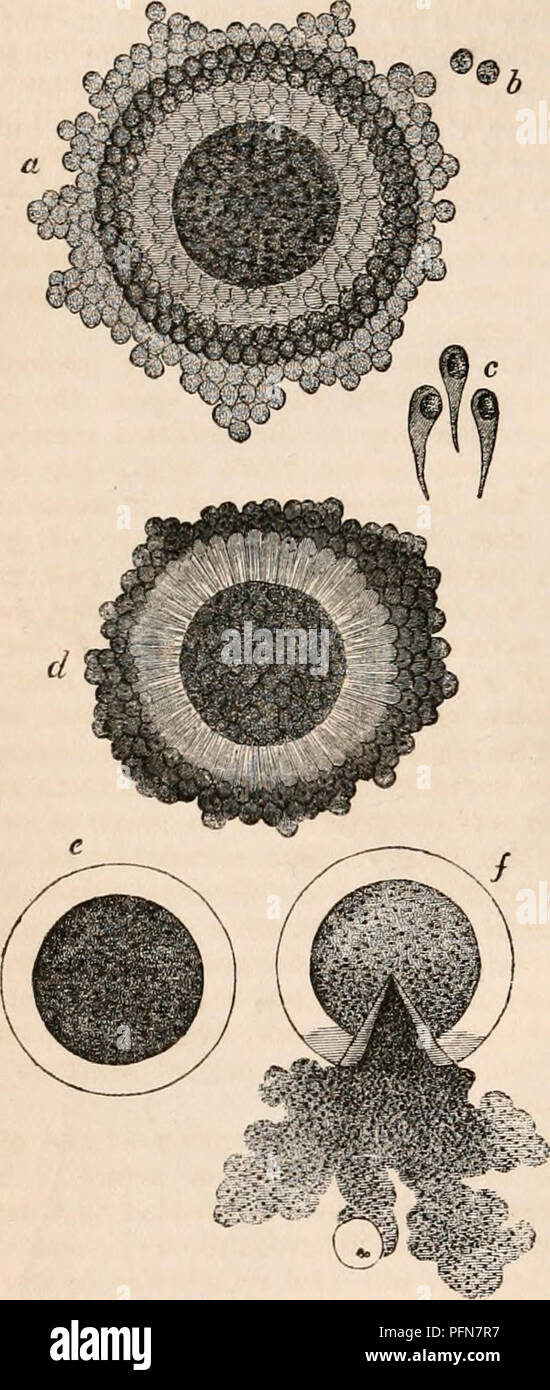 . The cyclopædia of anatomy and physiology. Anatomy; Physiology ...