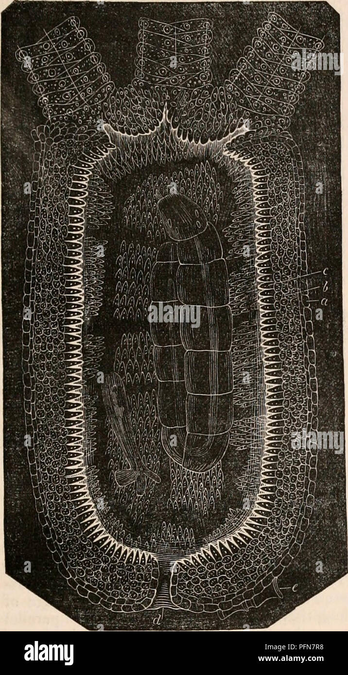 Marine hydra fusca hi-res stock photography and images - Alamy