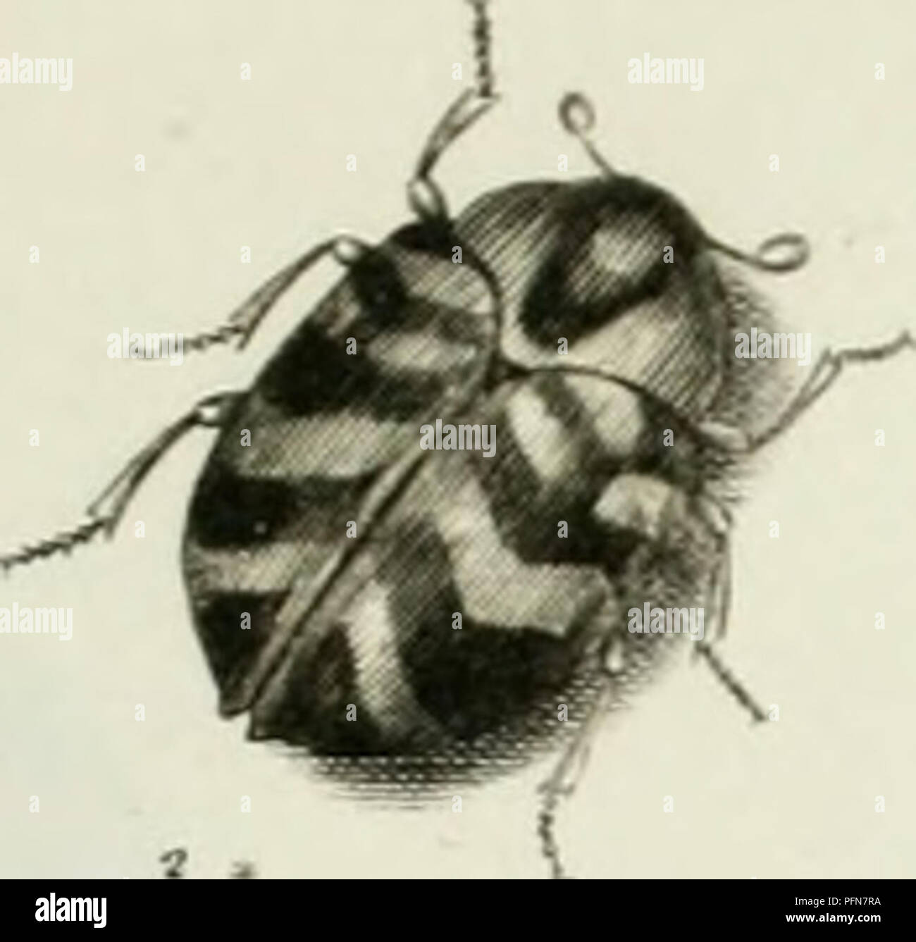 A comprehensive reference work, 'The Cyclopaedia' by Abraham Rees ...