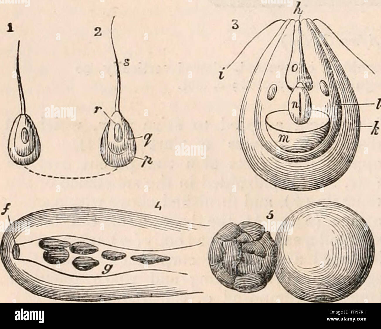 This comprehensive work on anatomy and physiology covers the structure ...