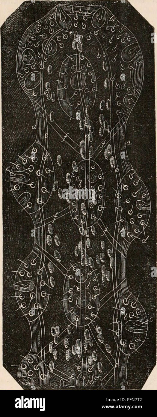 Anatomical and physiological illustrations from the Cyclopedia of ...