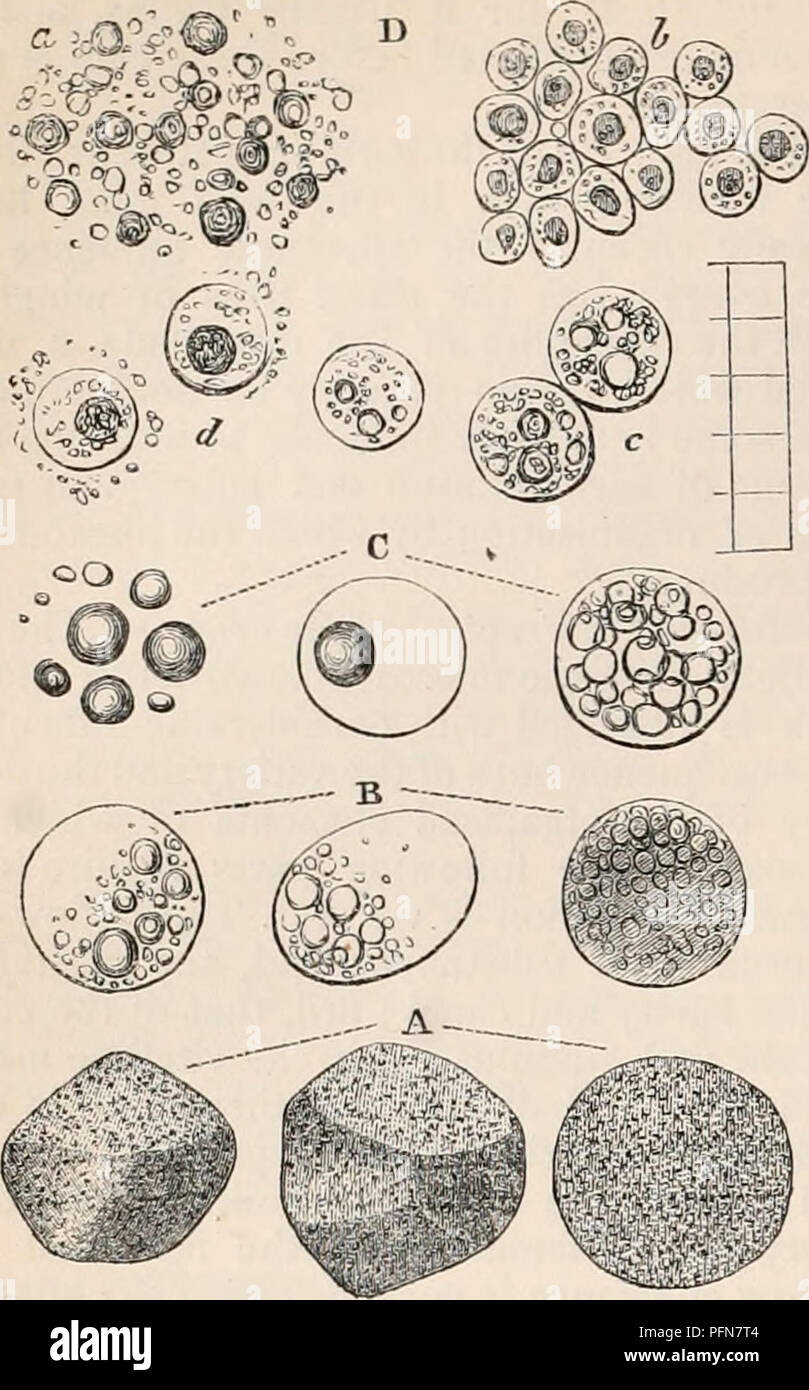 This entry from a comprehensive anatomy and physiology cyclopedia ...